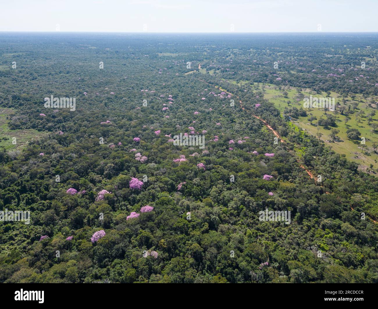 Beautiful aerial view to green vegetation and pink trumpet trees Stock ...