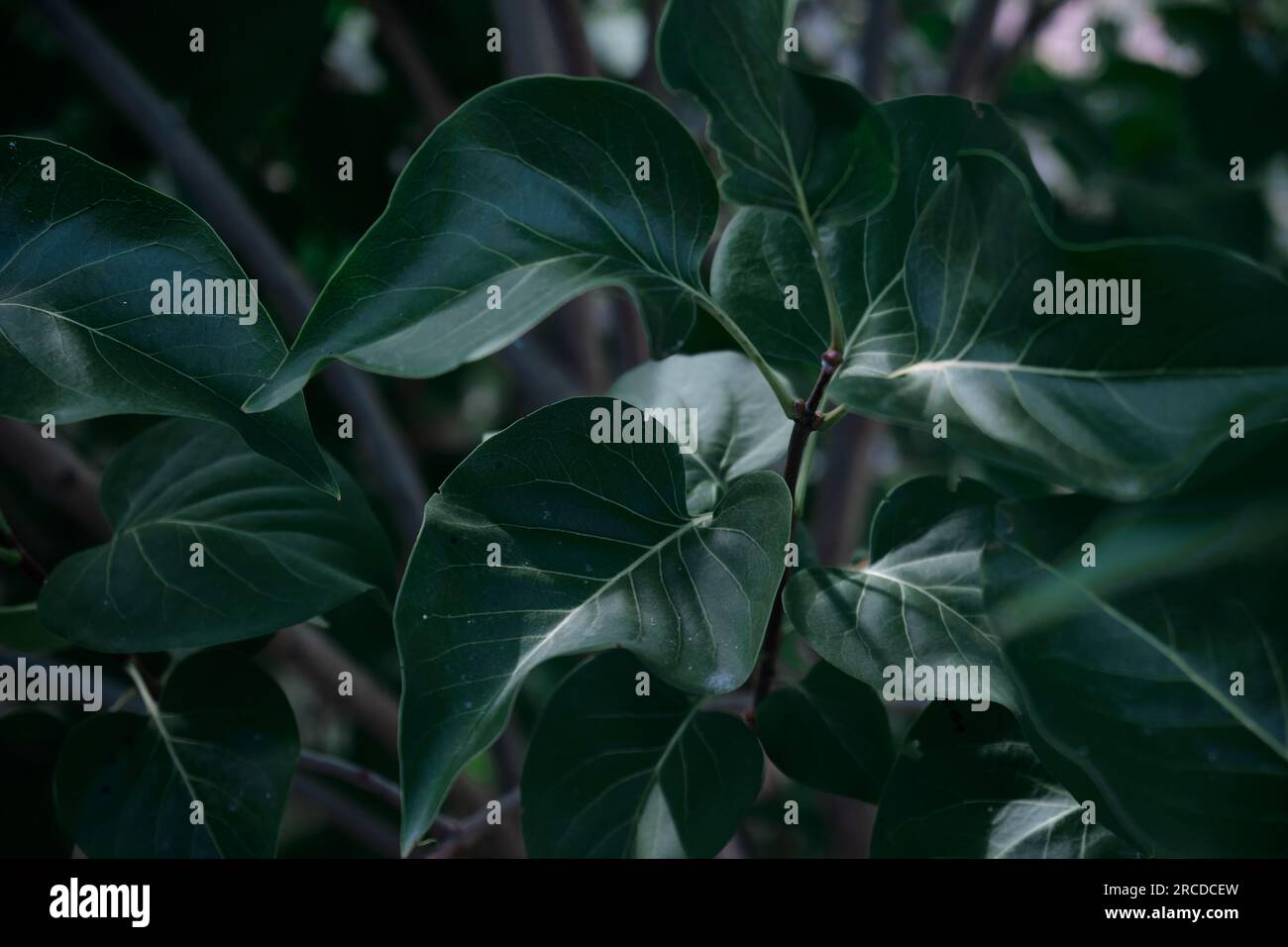 Lilac bush with dark green leaves without flowers in Summer time Stock ...