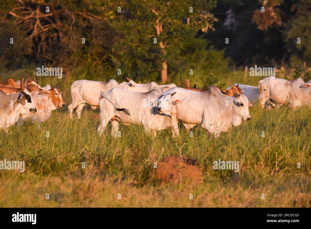 Beautiful view to cattle on open fields in the Brazilian Pantanal Stock ...