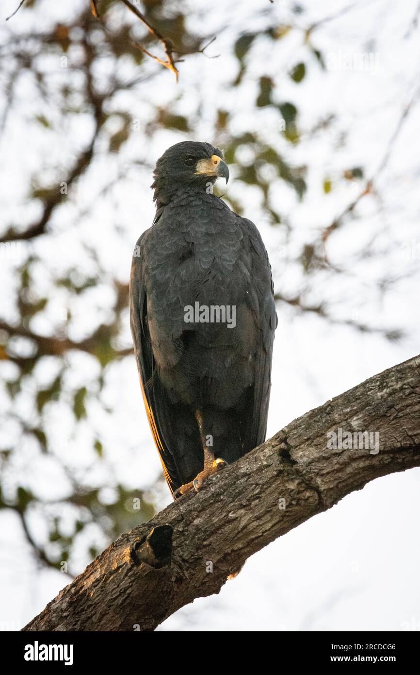 Gaviao caipira hi-res stock photography and images - Alamy