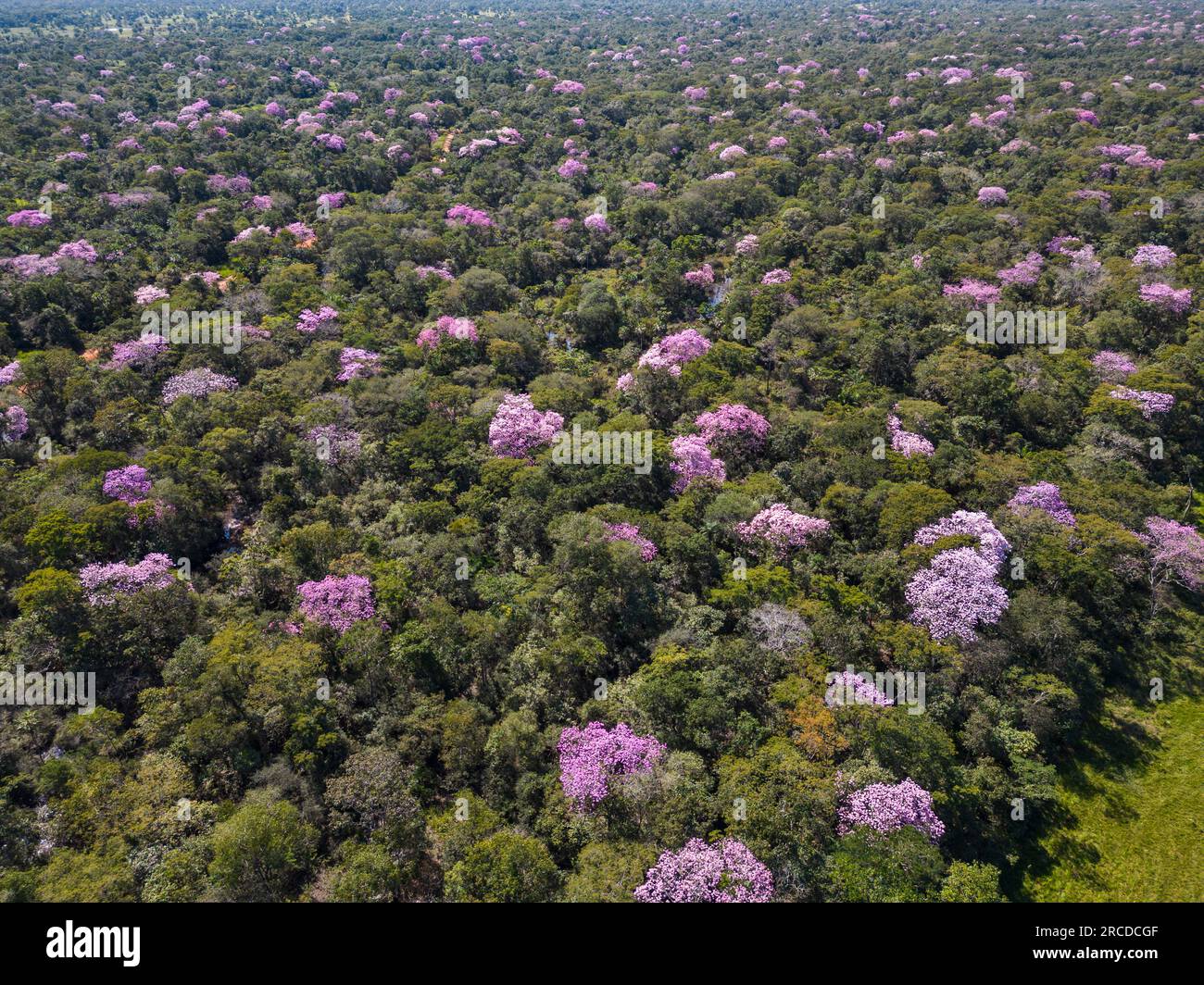 Trumpet tree pantanal hi-res stock photography and images - Alamy