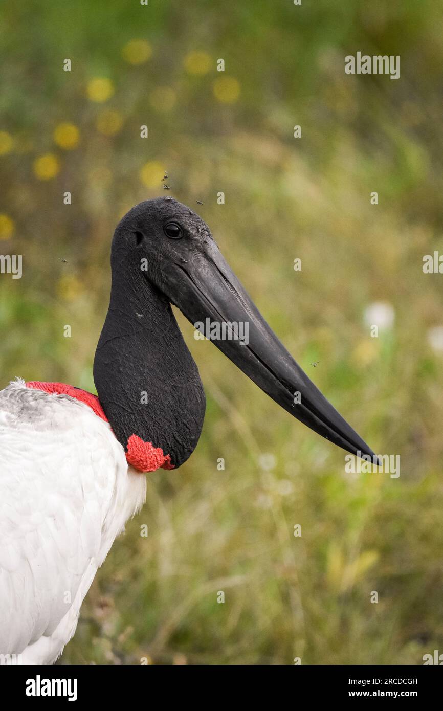 Beautiful view to exotic Jabiru Stork bird in the Brazilian Pantanal ...
