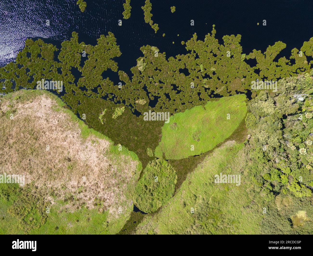 Beautiful aerial view to lake and green floating vegetation Stock Photo ...