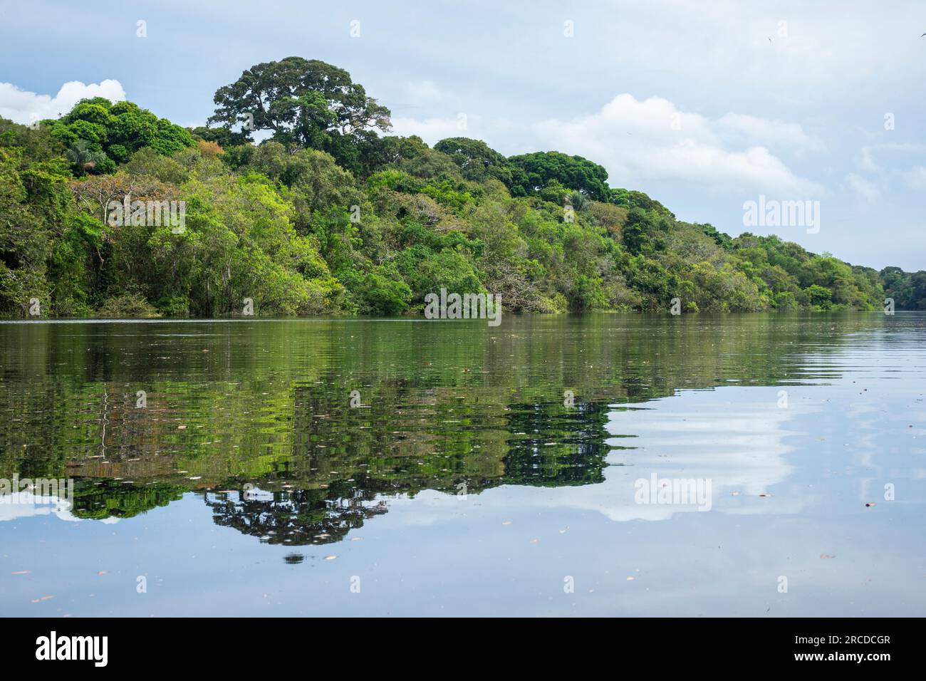 Beautiful view to green rainforest flooded trees in the Amazon Stock ...