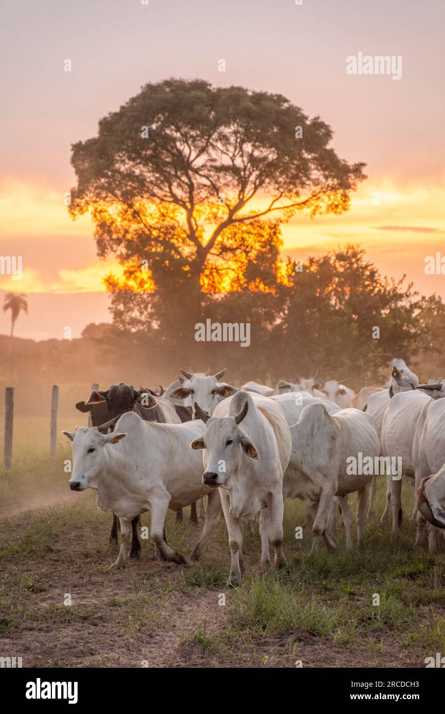 Beautiful view to cattle on open fields in the Brazilian Pantanal Stock ...