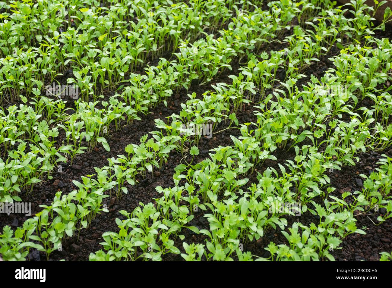 View to traditional small vegetable plantations in riverside village ...