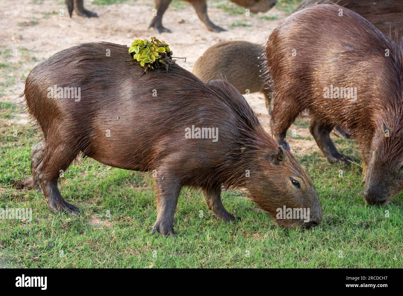 Beautiful view to capybara rodent on open field in the Pantanal Stock ...