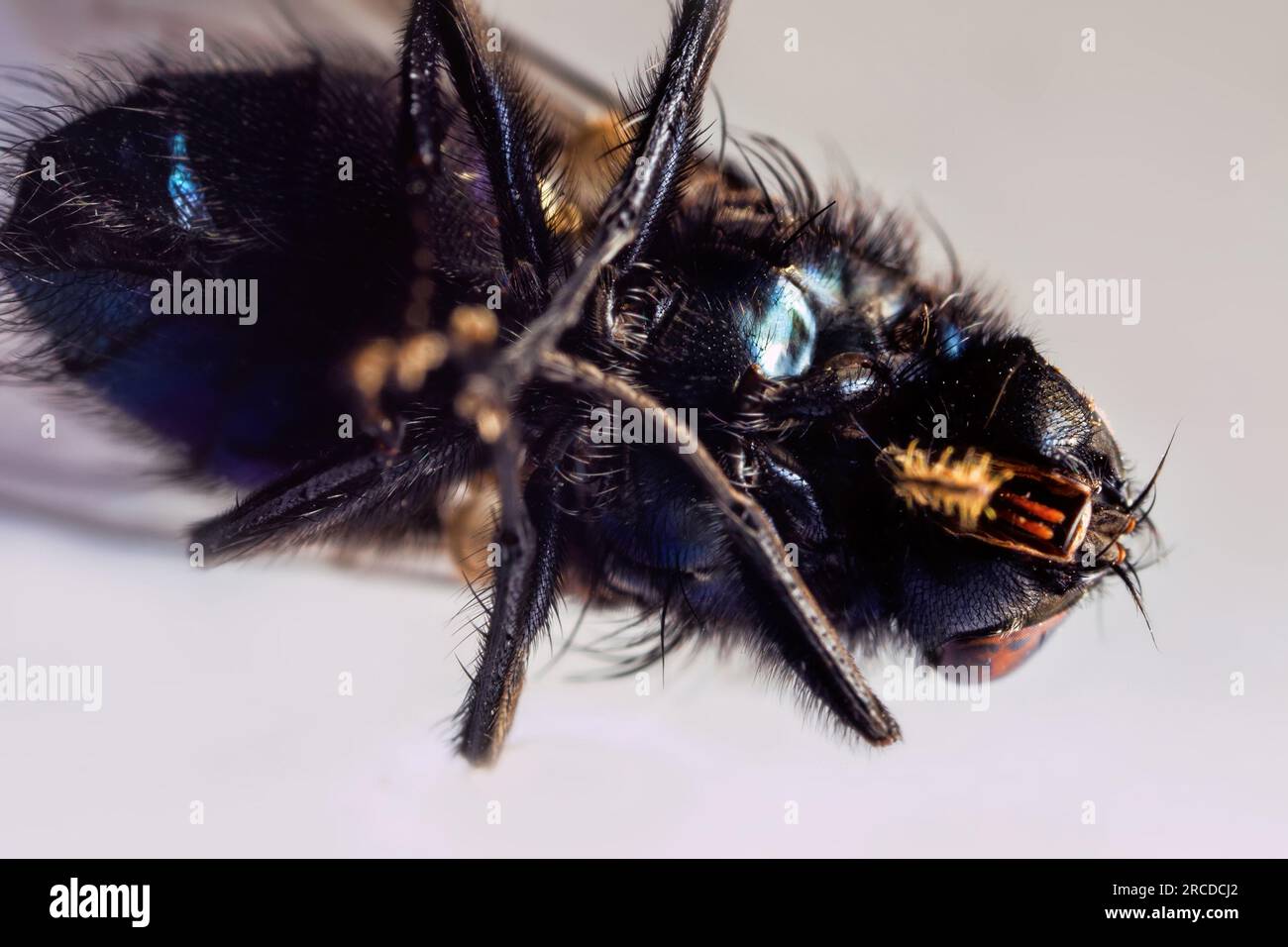 Dead blue bottle fly (Calliphora vomitoria). This cadaver fly spreads ...
