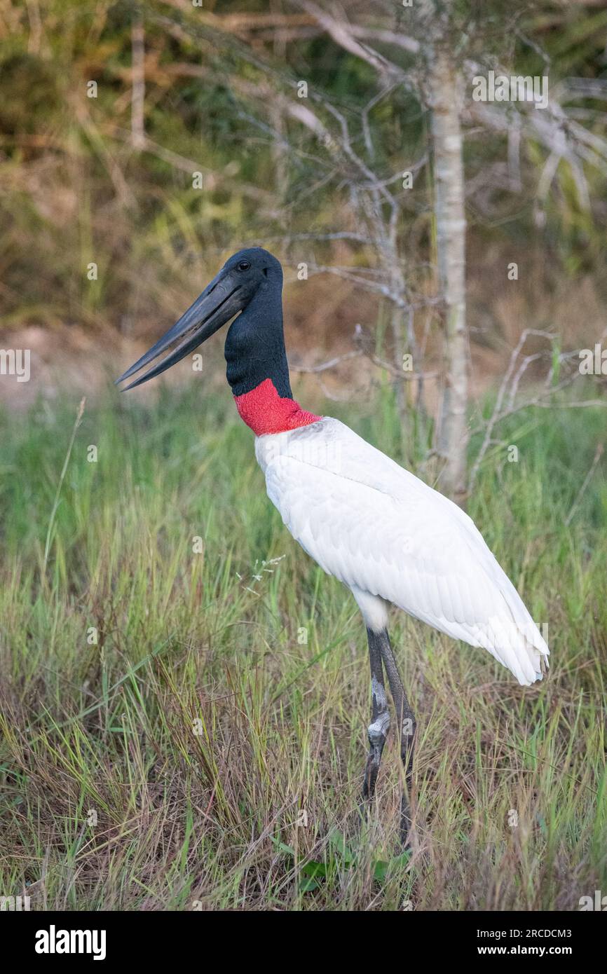 Beautiful view to exotic Jabiru Stork bird in the Brazilian Pantanal ...
