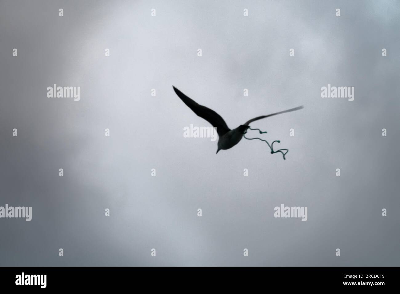 Animal entangled in garbage hi-res stock photography and images - Alamy