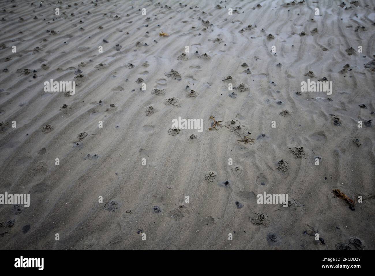 Lug worm (Arenicola marina) outburst of digested sludge with sand ...