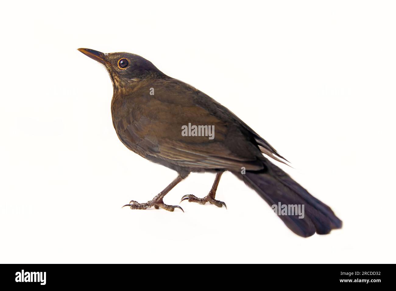 A young dark female blackbird (Turdus merula). Isolated on white ...