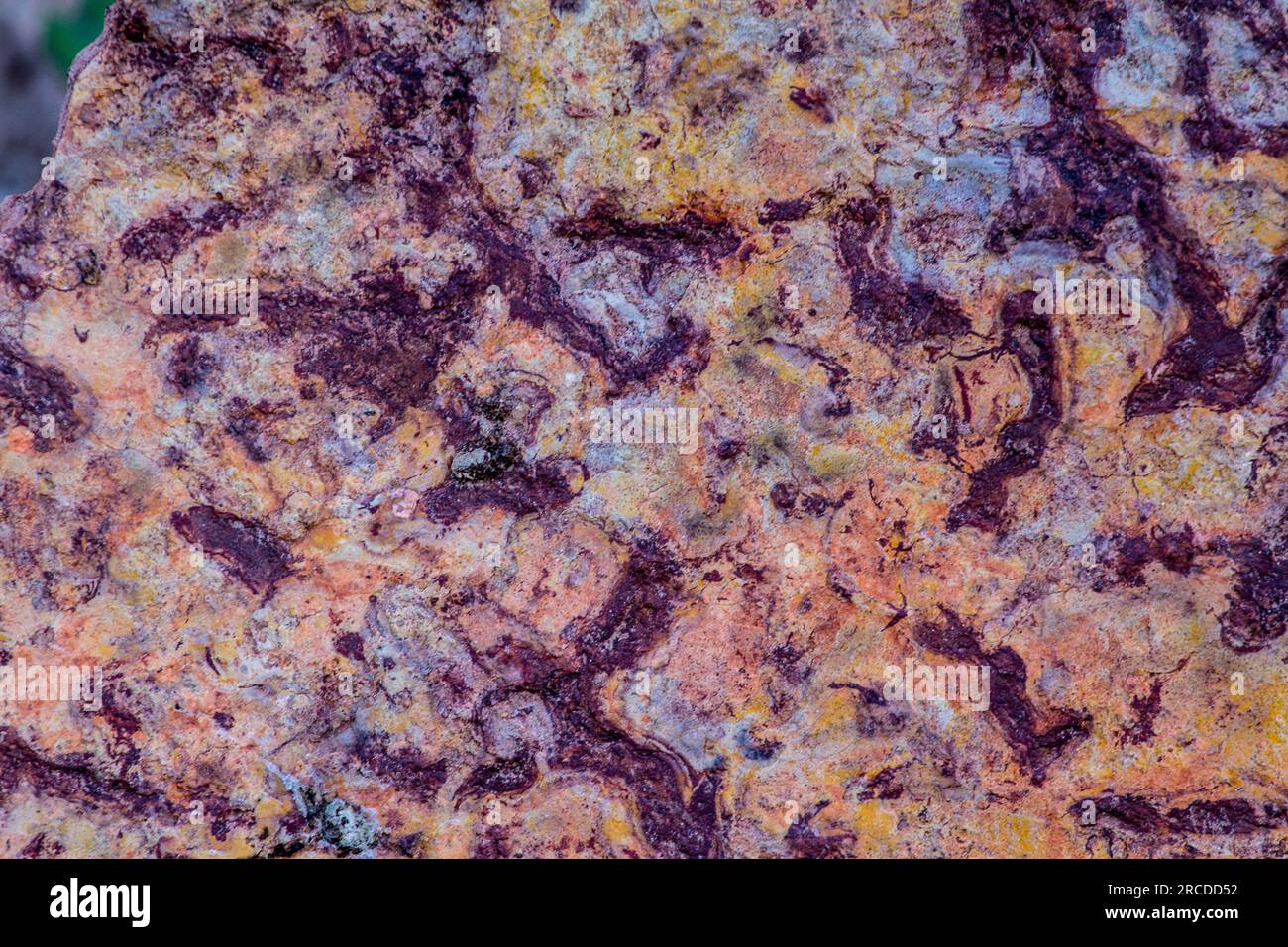 Fossil, ichnofossil - paleontological study, natural history ...