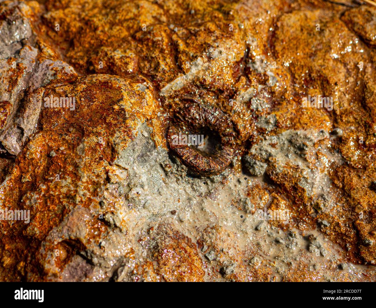 Fragment of belemnite in a limestone slab of the Ordovician period ...