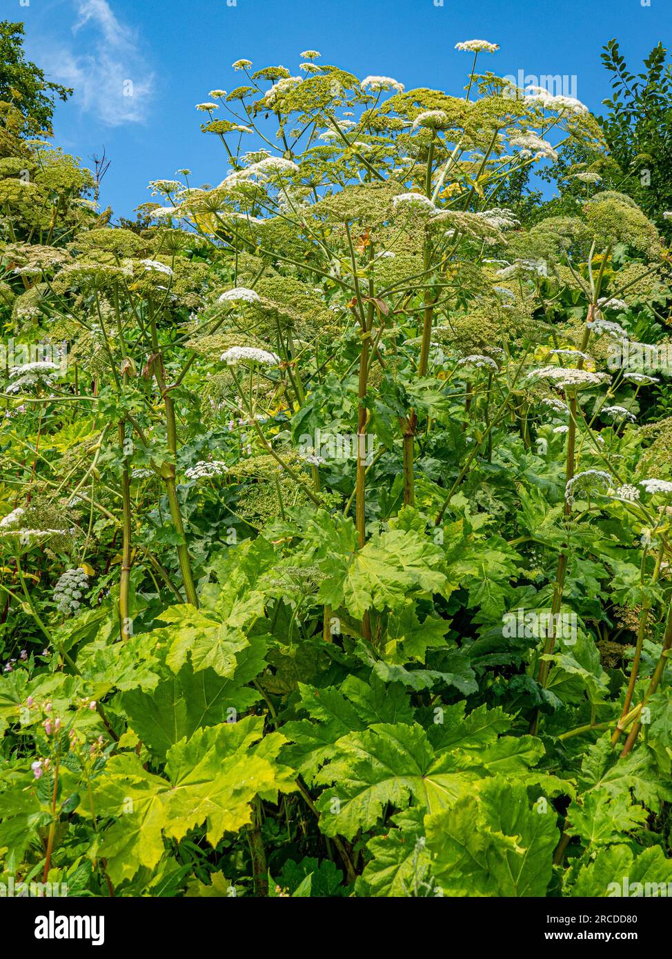 Plants of limestone outcrops: calciphil (lime-loving crop), petrophil ...