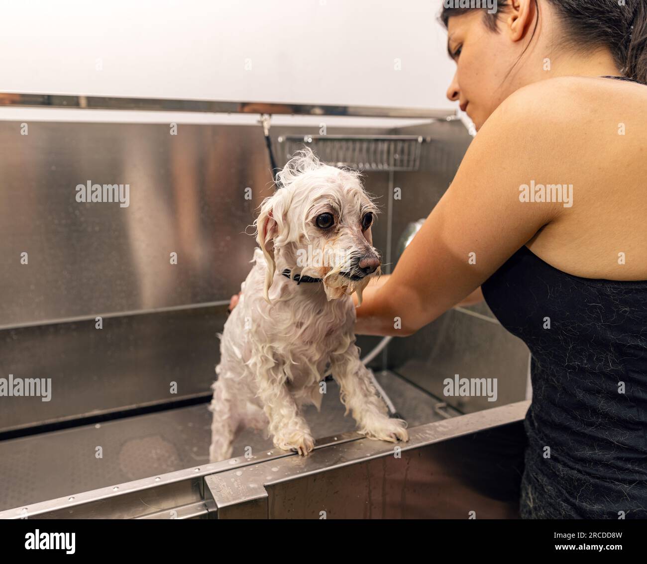 Professional groomer carefully wash the dog in bath, before grooming ...