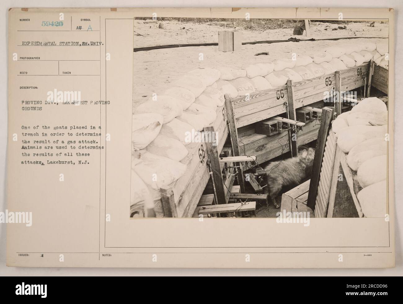 Animal impact in war hi-res stock photography and images - Alamy