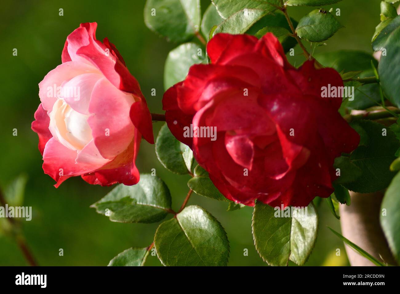Red Roses (Rosa) in an English Garden Hook Norton Oxfordshire England ...