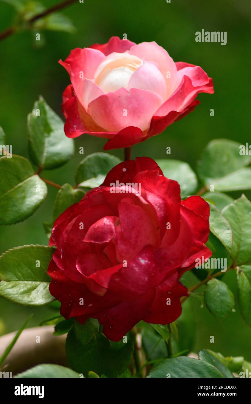 Red Roses (Rosa) in an English Garden Hook Norton Oxfordshire England ...