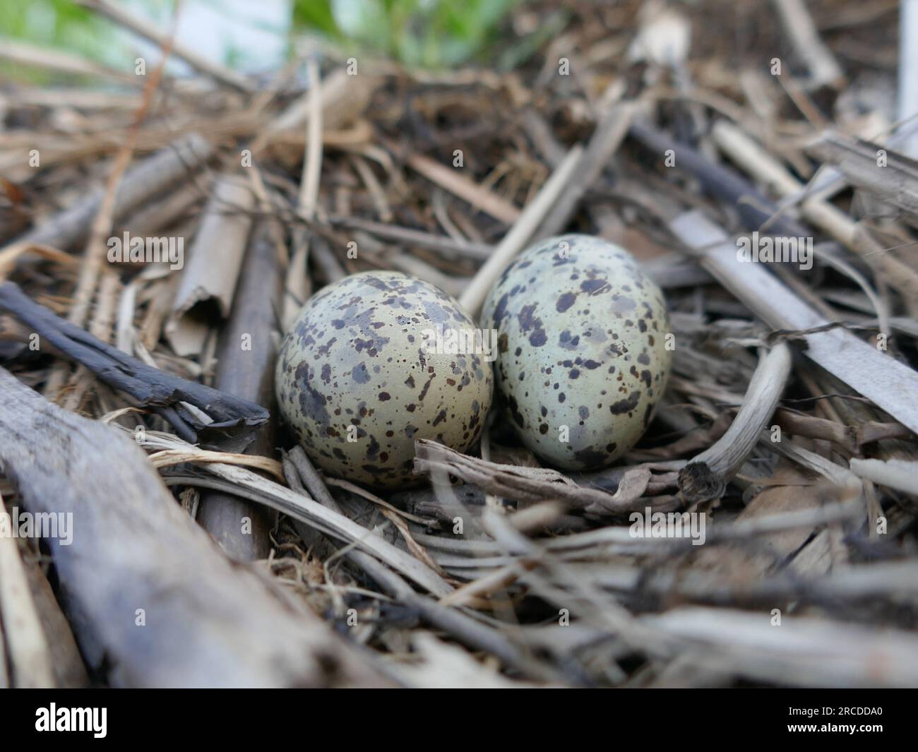 Common tern (Sterna hirundo) nest in the northern marshes ...