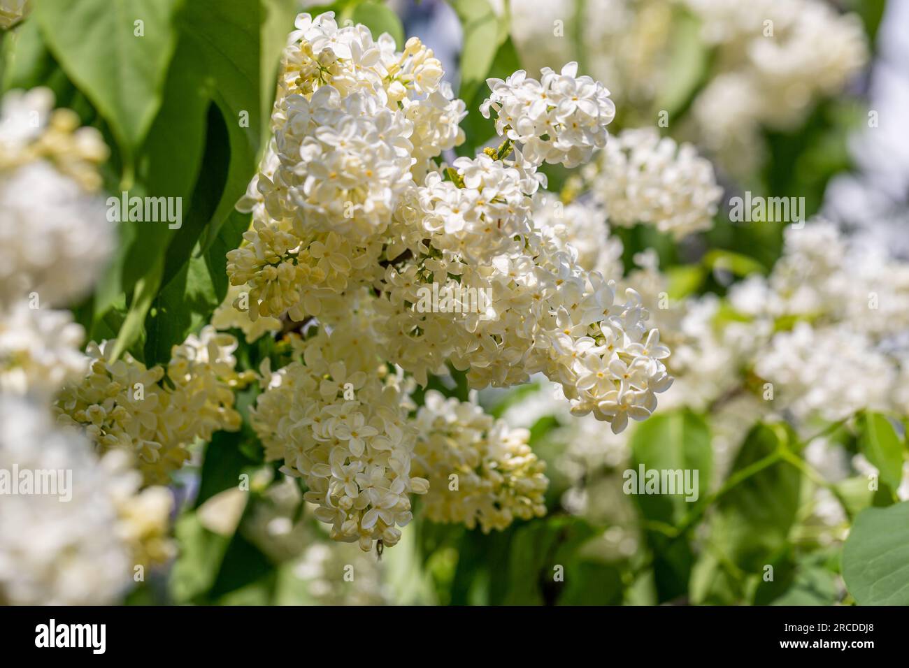 Syringa vulgaris ‘primrose’ hi-res stock photography and images - Alamy
