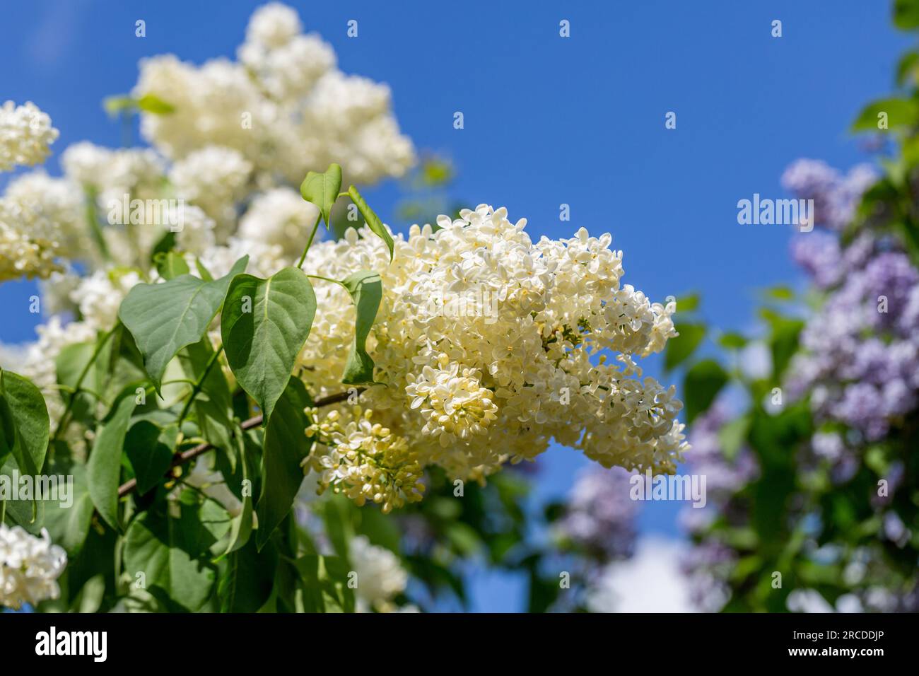 Syringa vulgaris ‘primrose’ hi-res stock photography and images - Alamy