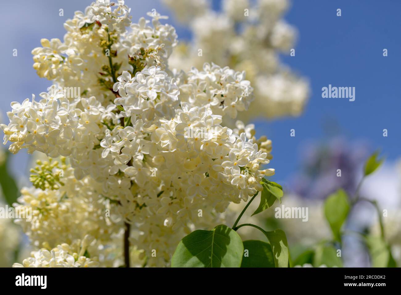 Syringa vulgaris ‘primrose’ hi-res stock photography and images - Alamy