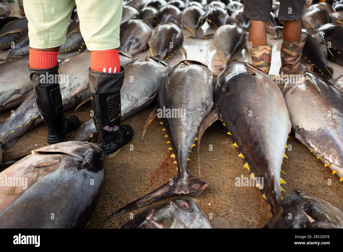Fish market in Negombo, Sri Lanka Stock Photo - Alamy