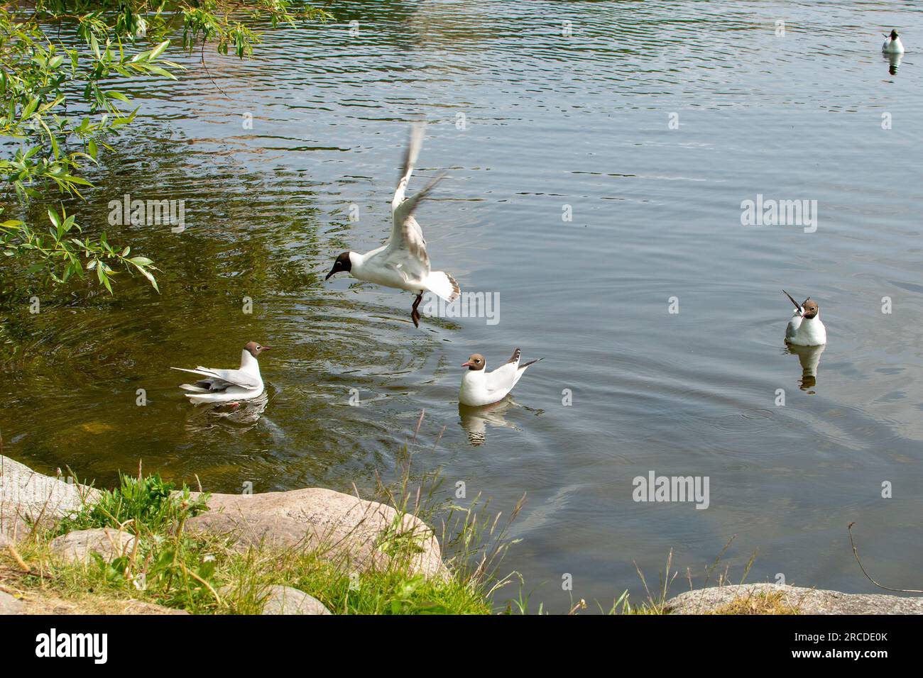 Birds hunting fish hi-res stock photography and images - Alamy