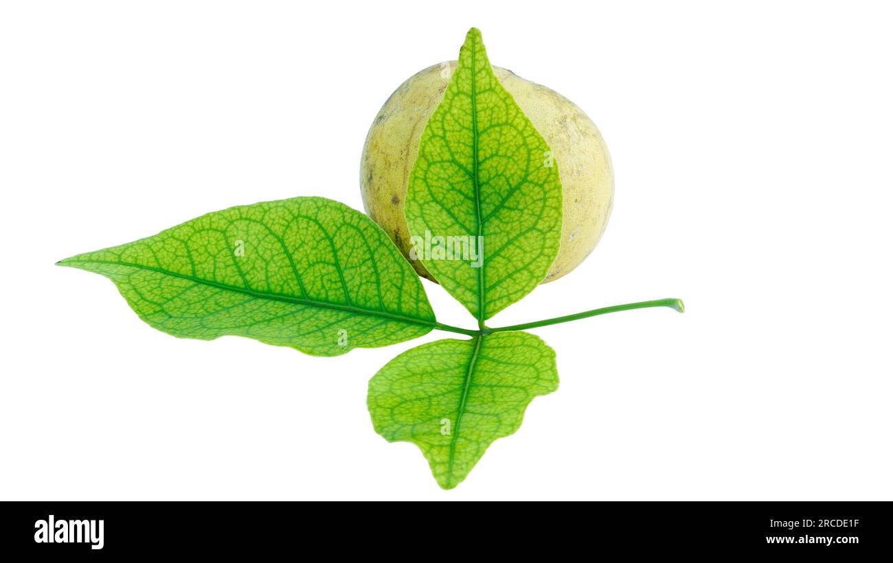 Aegle marmelos or indian bael fruit with green leaves on the white ...
