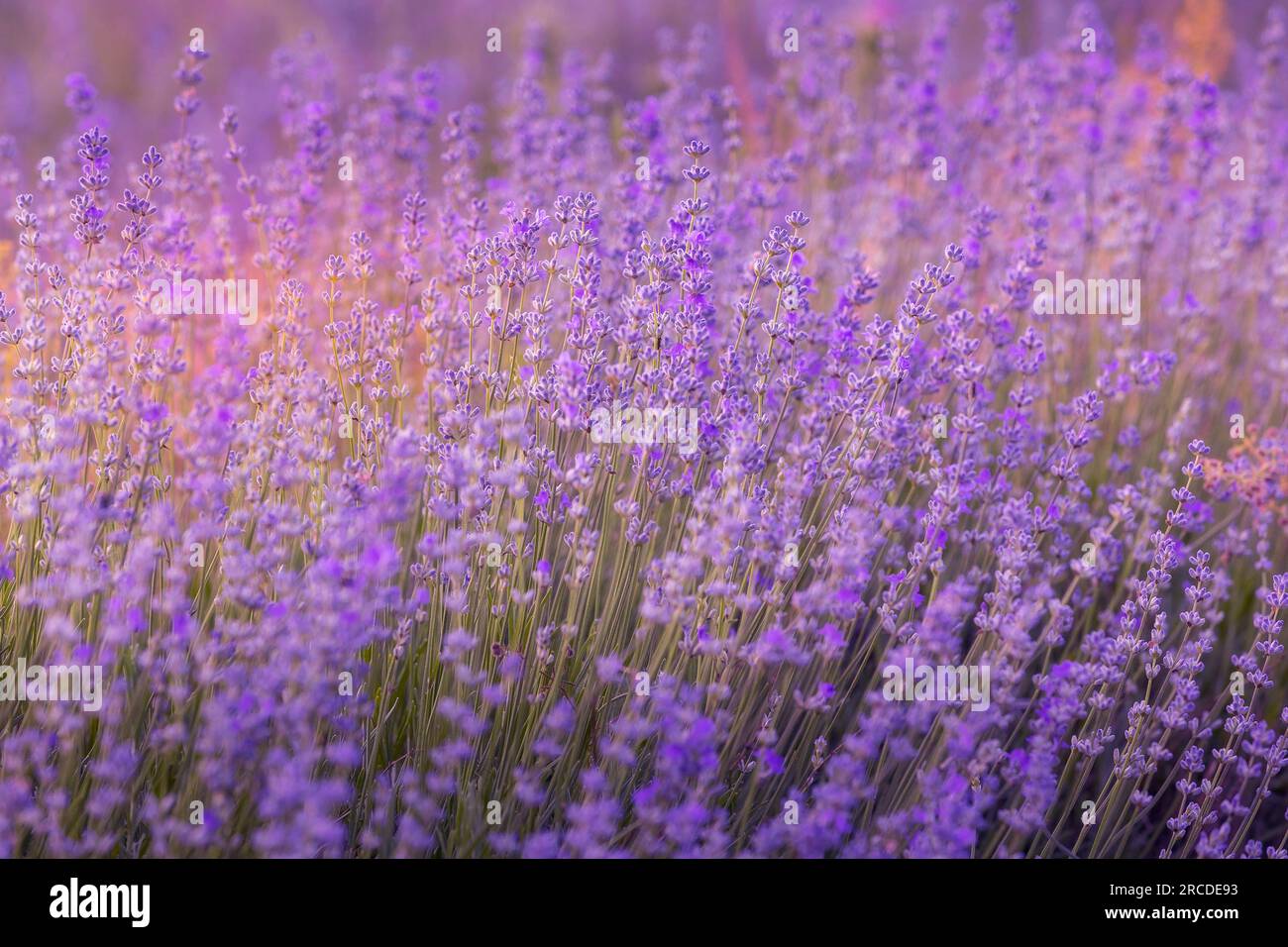 Violet purple lavender field close-up. Flowers in pastel colors at blur ...
