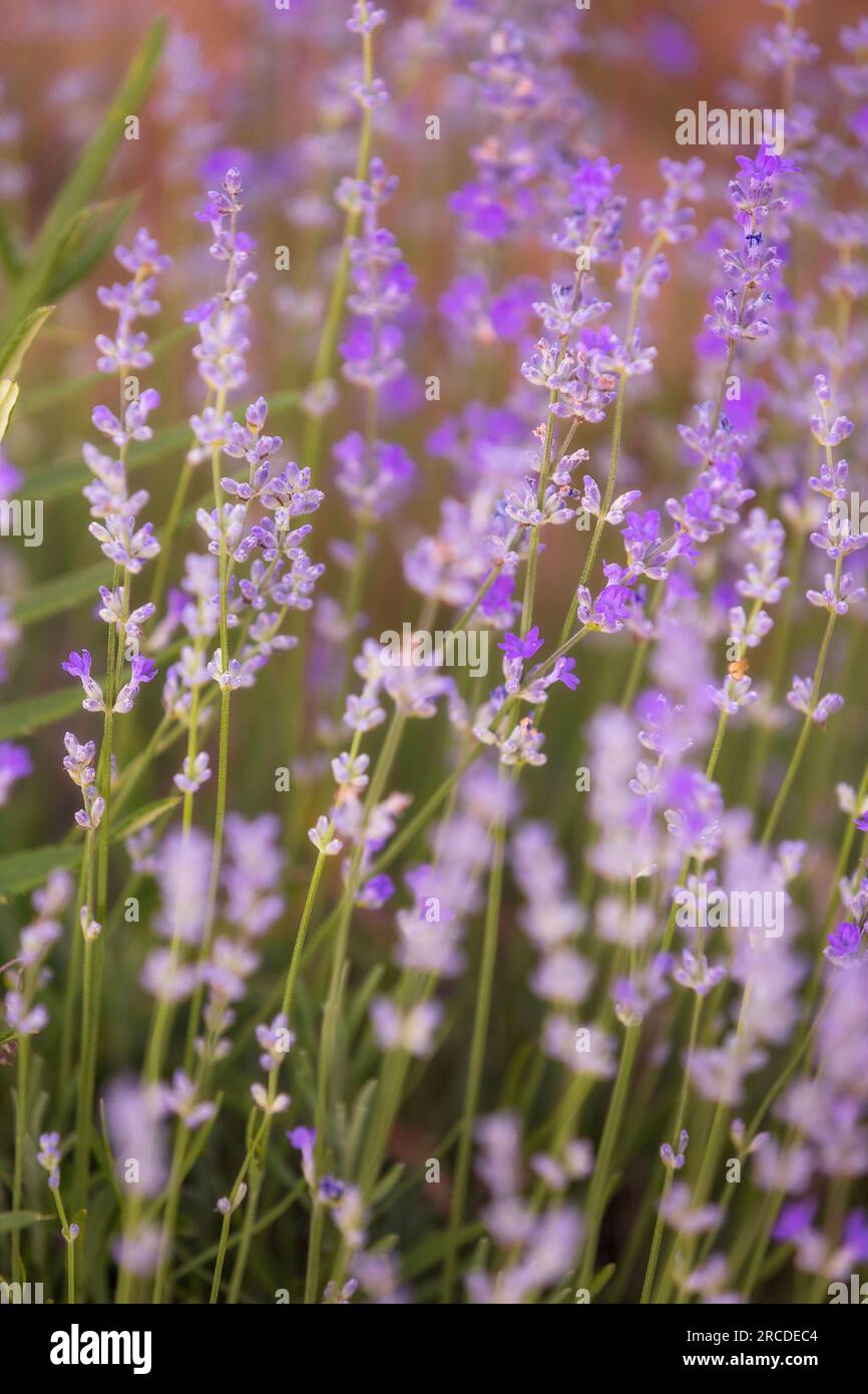 Violet purple lavender field close-up. Flowers in pastel colors at blur ...