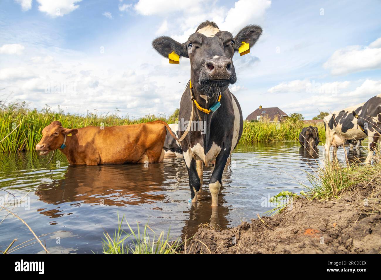 Dairy cow in a ditch cooling, swimming taking a bath and standing in a ...