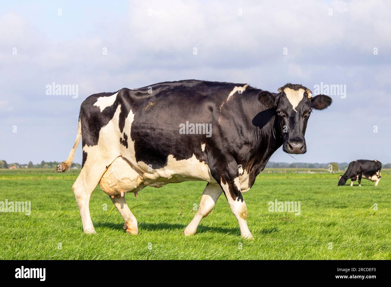 Cow black and white, friesian holstein, passing by in a pasture, a blue ...