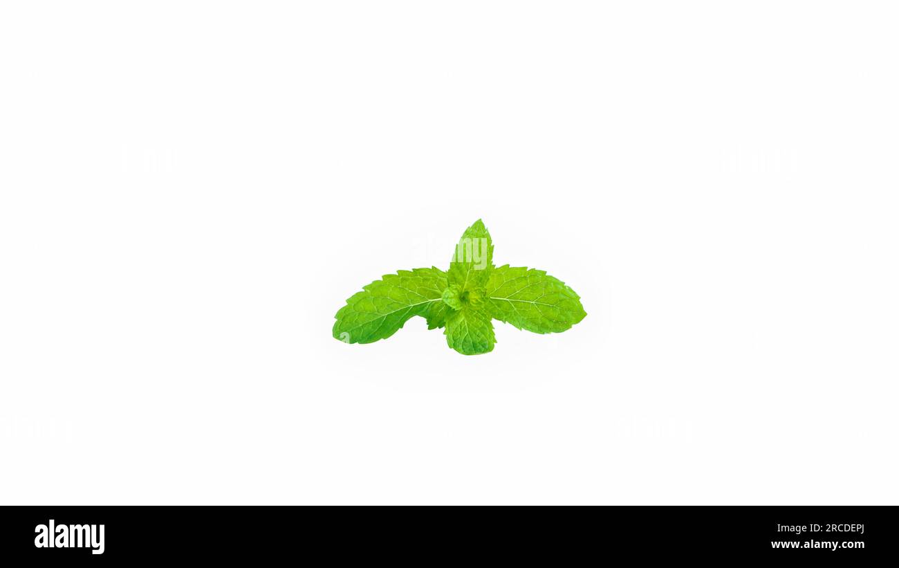 Pudina Leaf or Mint Leaves, Green Fragrant Mint Leaf pudina or Mentha ...