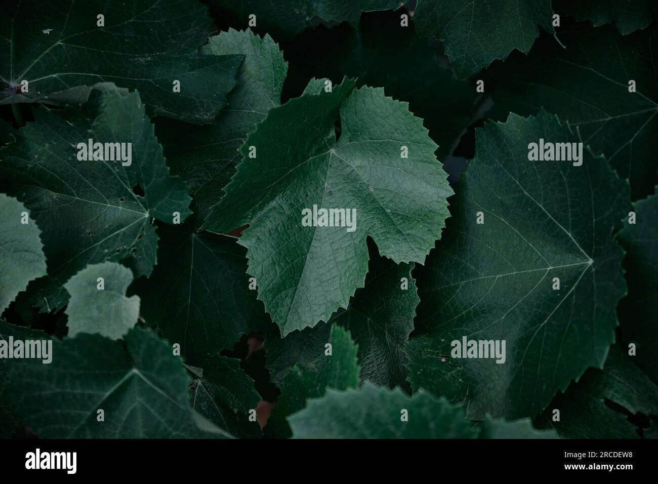 Natural pattern of Intensely dark green leaves of grape in the garden ...