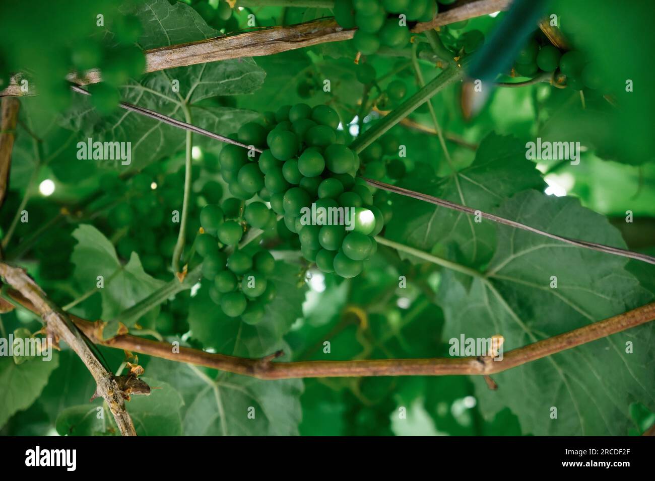 Natural pattern of Intensely dark green leaves of grape in the garden ...