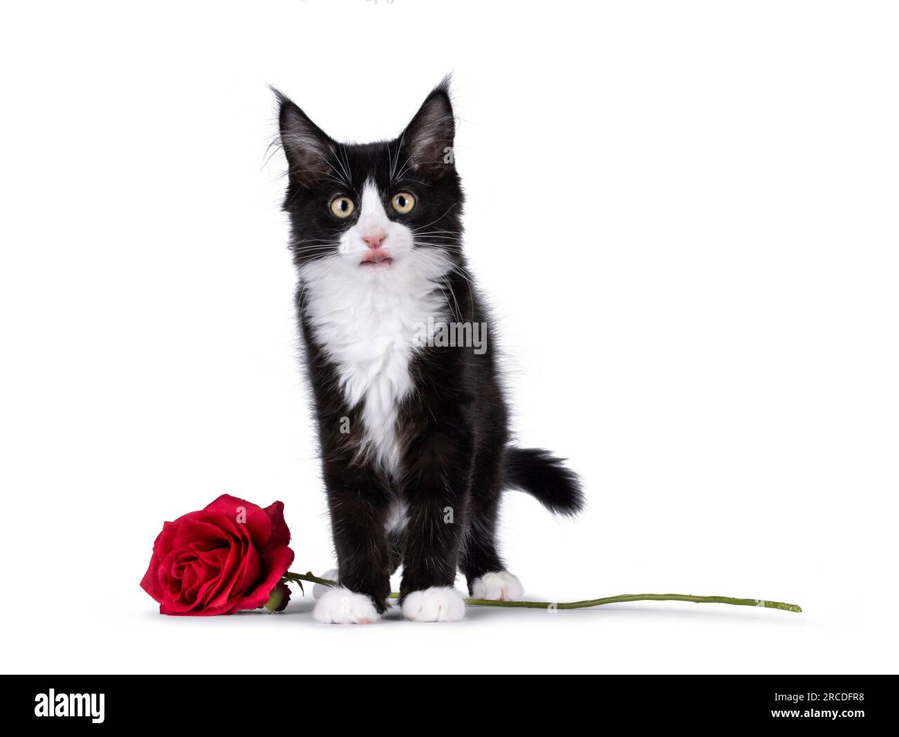 Cute Black With White Tuxedo Maine Coon Cat Kitten With Naughty Expression Standing Up Facing