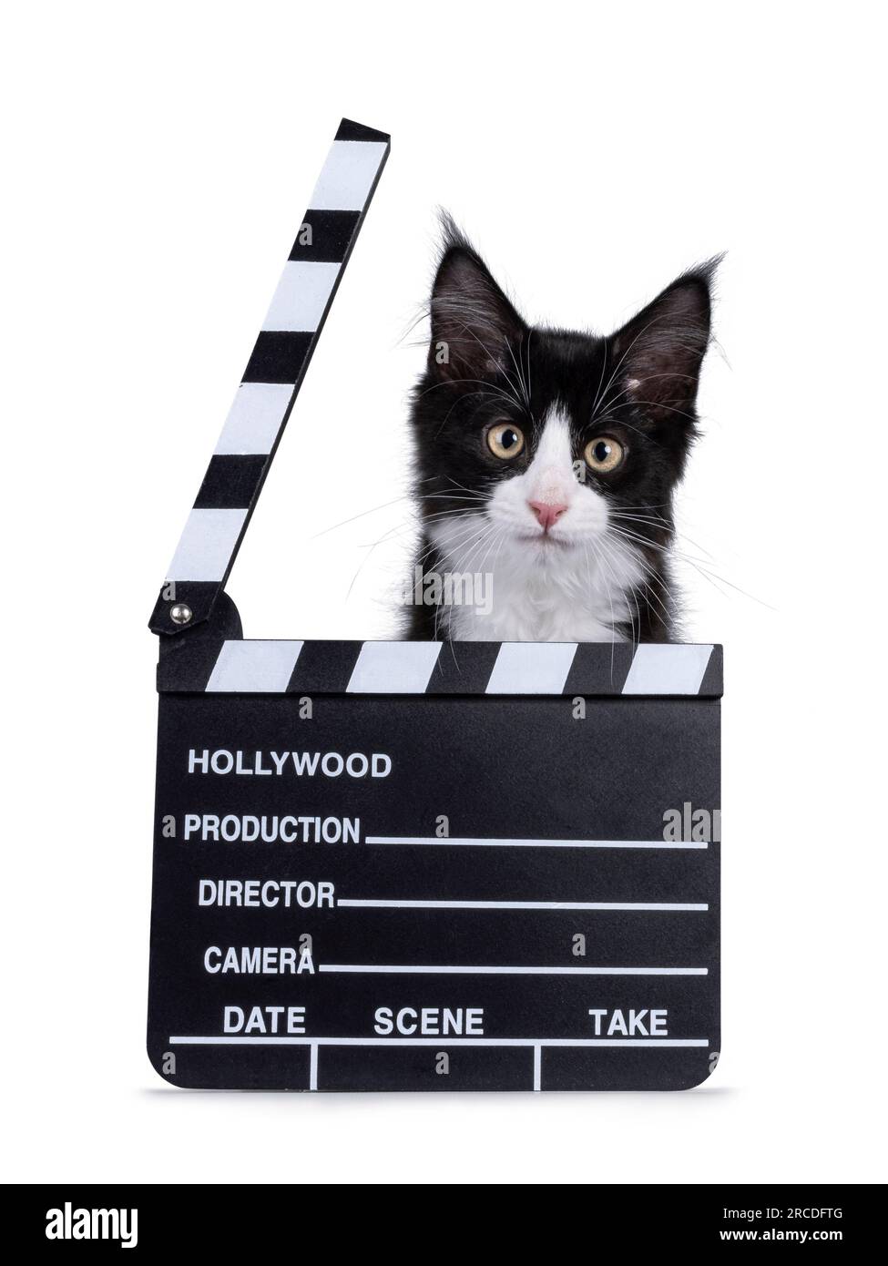 Cute black with white tuxedo Maine Coon cat kitten with naughty ...