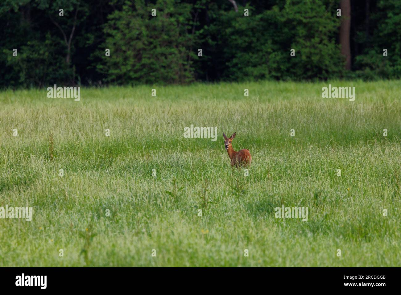 (Capreolus capreolus) in a summer meadow in Reussdelta, Uri Stock Photo ...