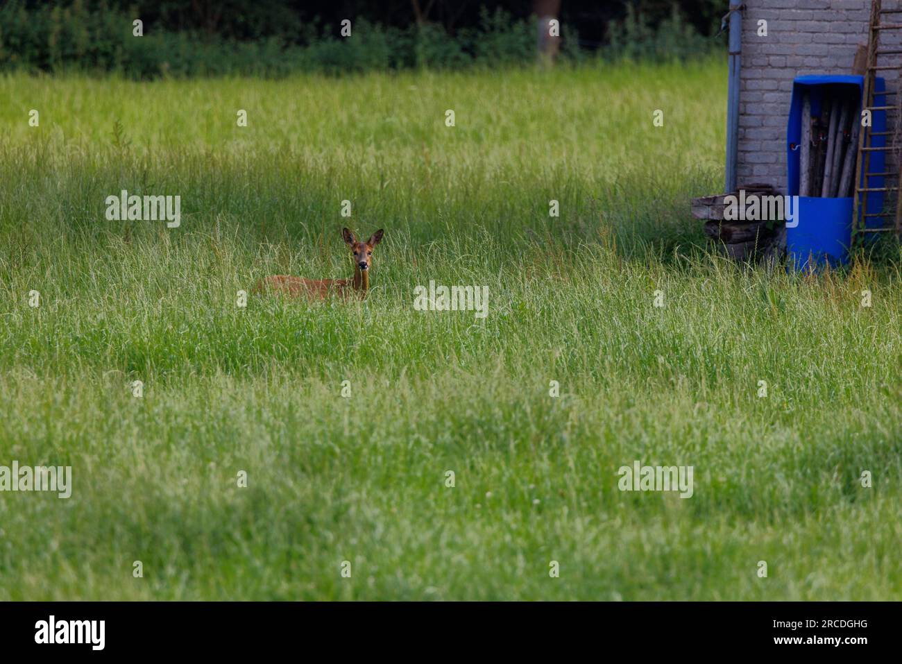 (Capreolus capreolus) in a summer meadow in Reussdelta, Uri Stock Photo ...