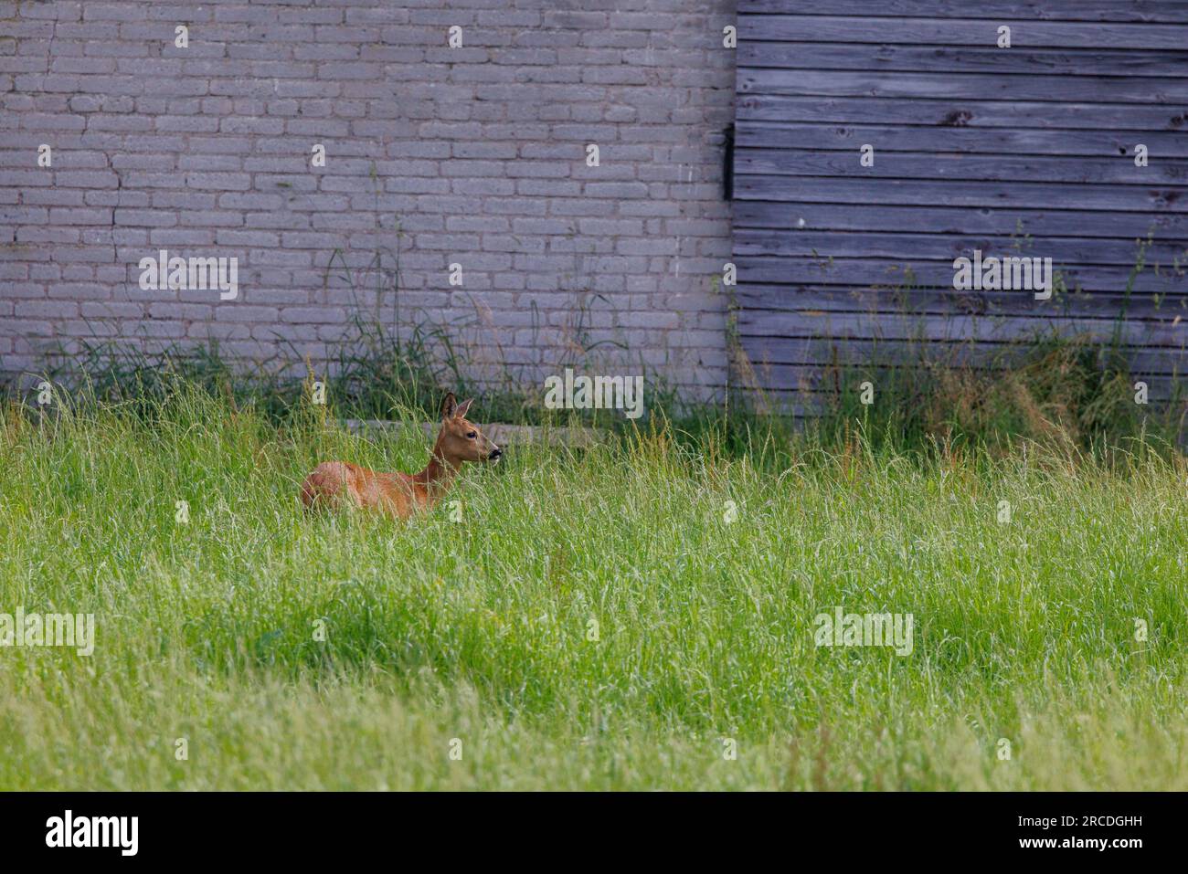 (Capreolus capreolus) in a summer meadow in Reussdelta, Uri Stock Photo ...