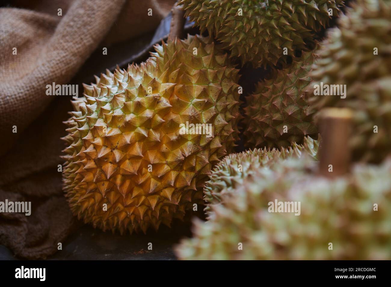 Durian plant hi-res stock photography and images - Alamy