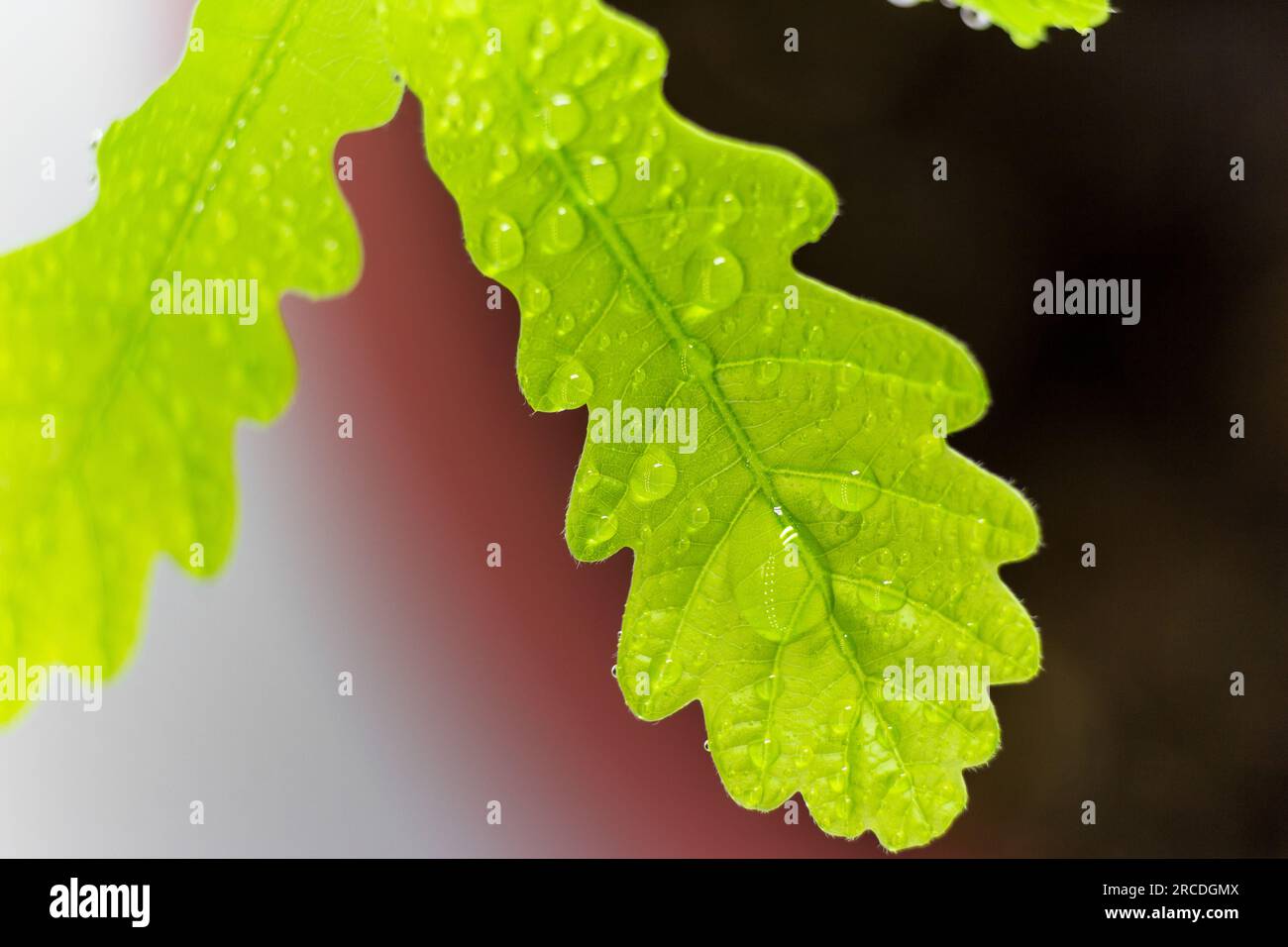 Young oak leaves hi-res stock photography and images - Alamy