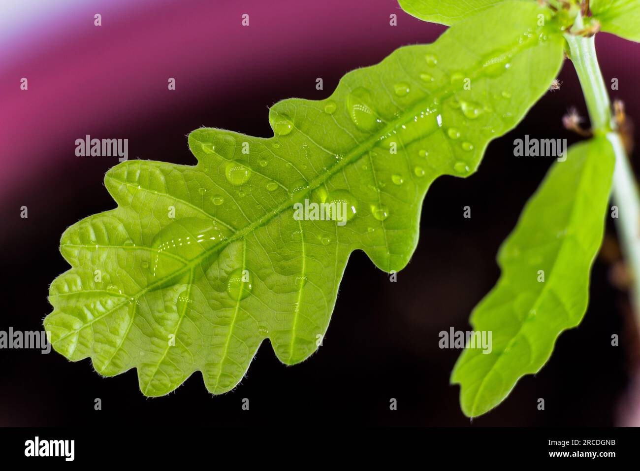 Young oak leaves close up. Juicy green leaves in drops of water Stock ...