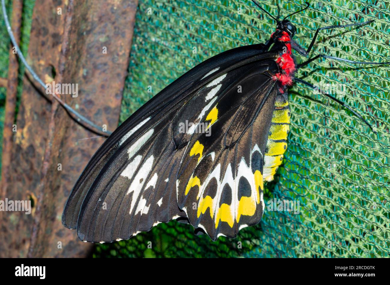 Cairns Birdwing Butterfly, Ornithoptera euphorion, endemic, Cooktown ...
