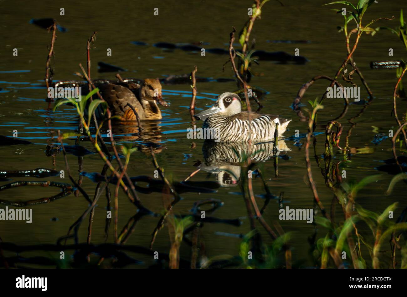 Pink-eared Duck, Malacorhynchus membranaceus, Zebra Duck, Zebra Teal ...