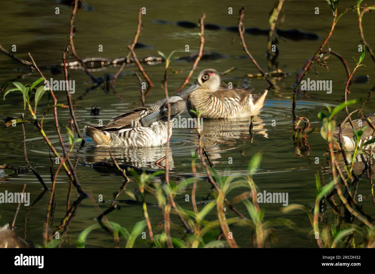 Pink-eared Duck, Malacorhynchus membranaceus, Zebra Duck, Zebra Teal ...
