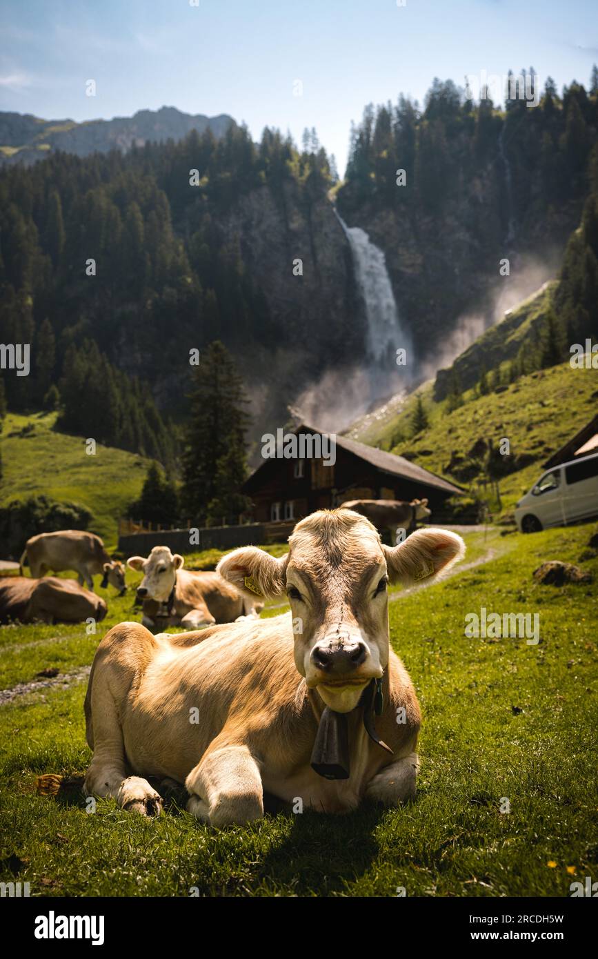 portrait of a swiss cow on a alpine meadow in front of a waterfall ...