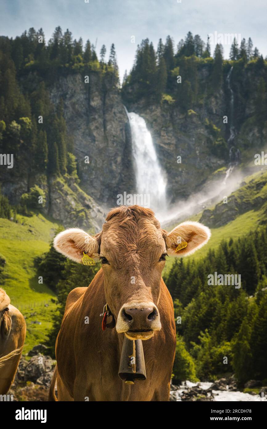a swiss cow in front of Stäuber Waterfall in Schächental, Uri in summer ...